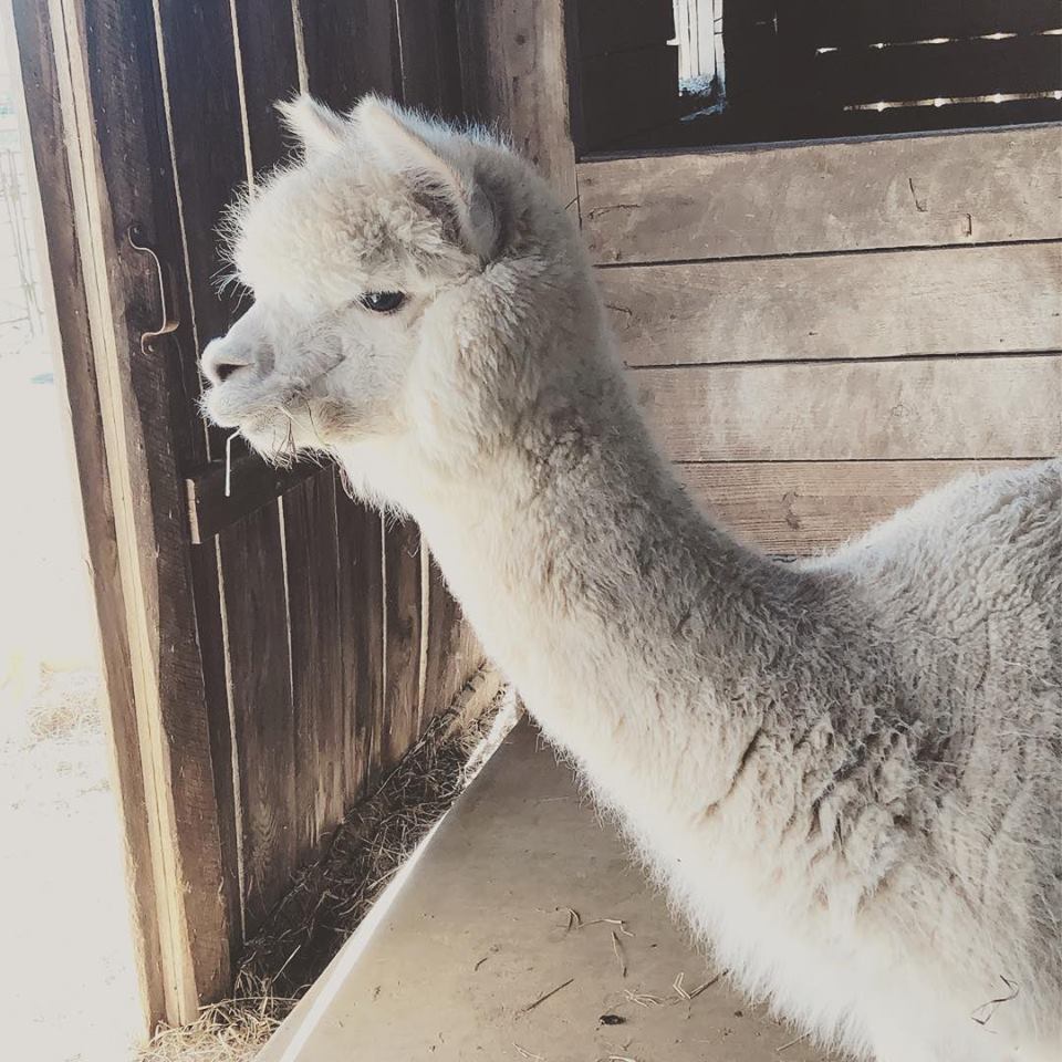 Alpaca Sponsorships – Good Karma Ranch
