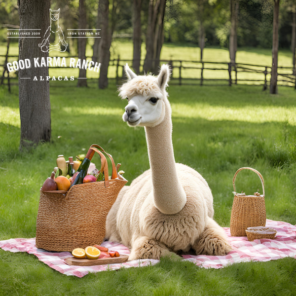 Alpaca Picnic in the Pasture – Good Karma Ranch