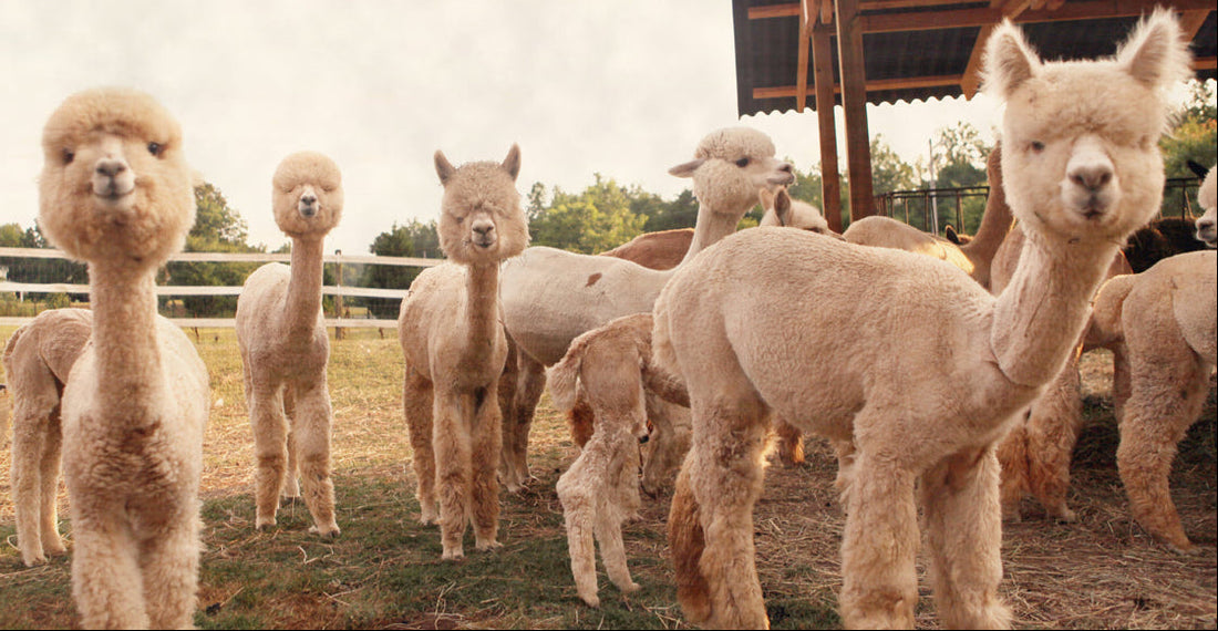 Alpaca Farm in North Carolina: Farm Tours, Farm Store, Alpaca Sales ...