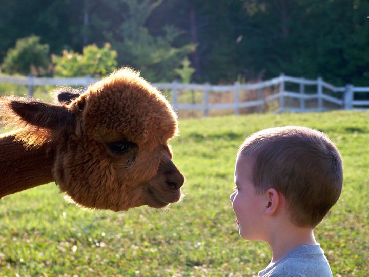 Farm Tours – Good Karma Ranch